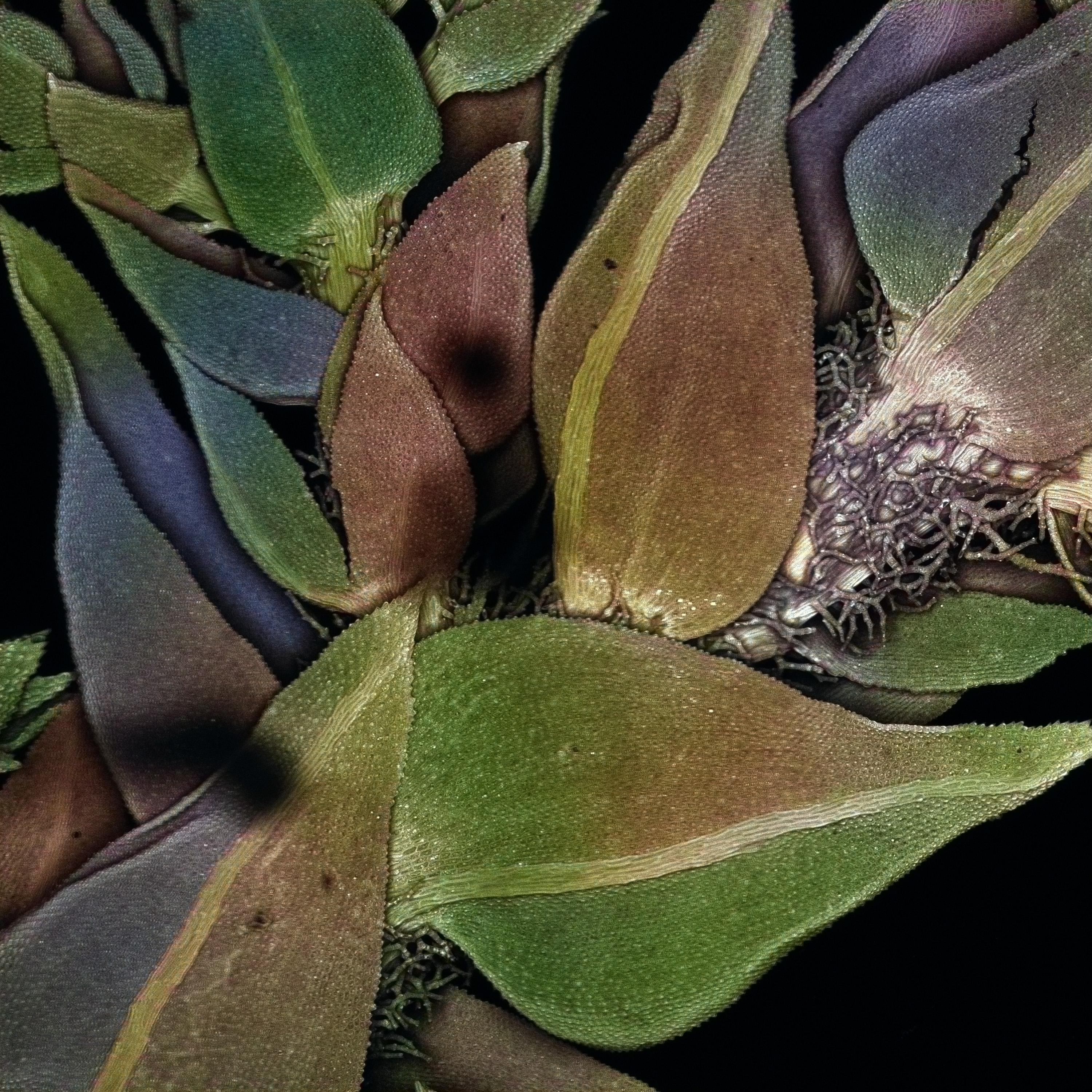 Photomicrography at the University of Dundee – Kit Martin Photography
