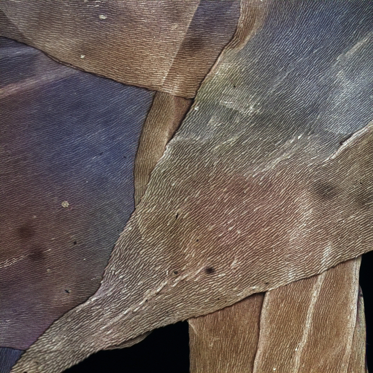 Photomicrography at the University of Dundee – Kit Martin Photography