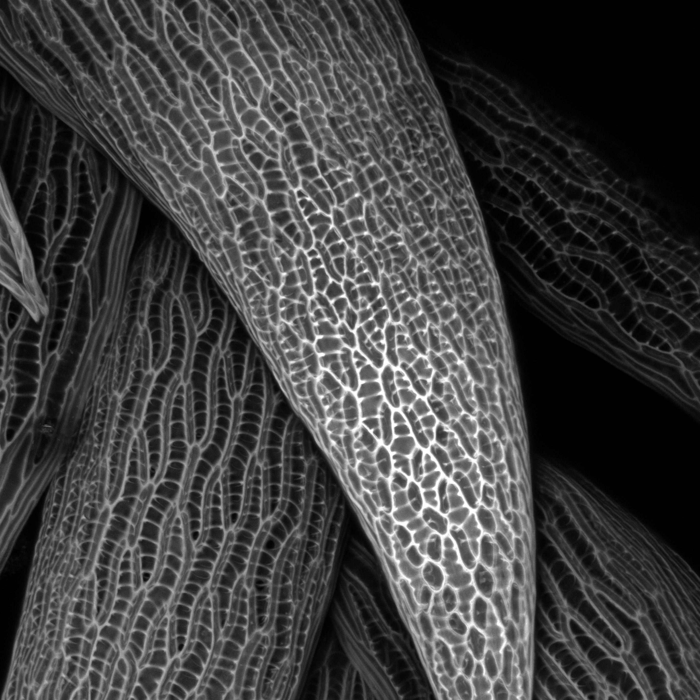 Photomicrography at the University of Dundee – Kit Martin Photography