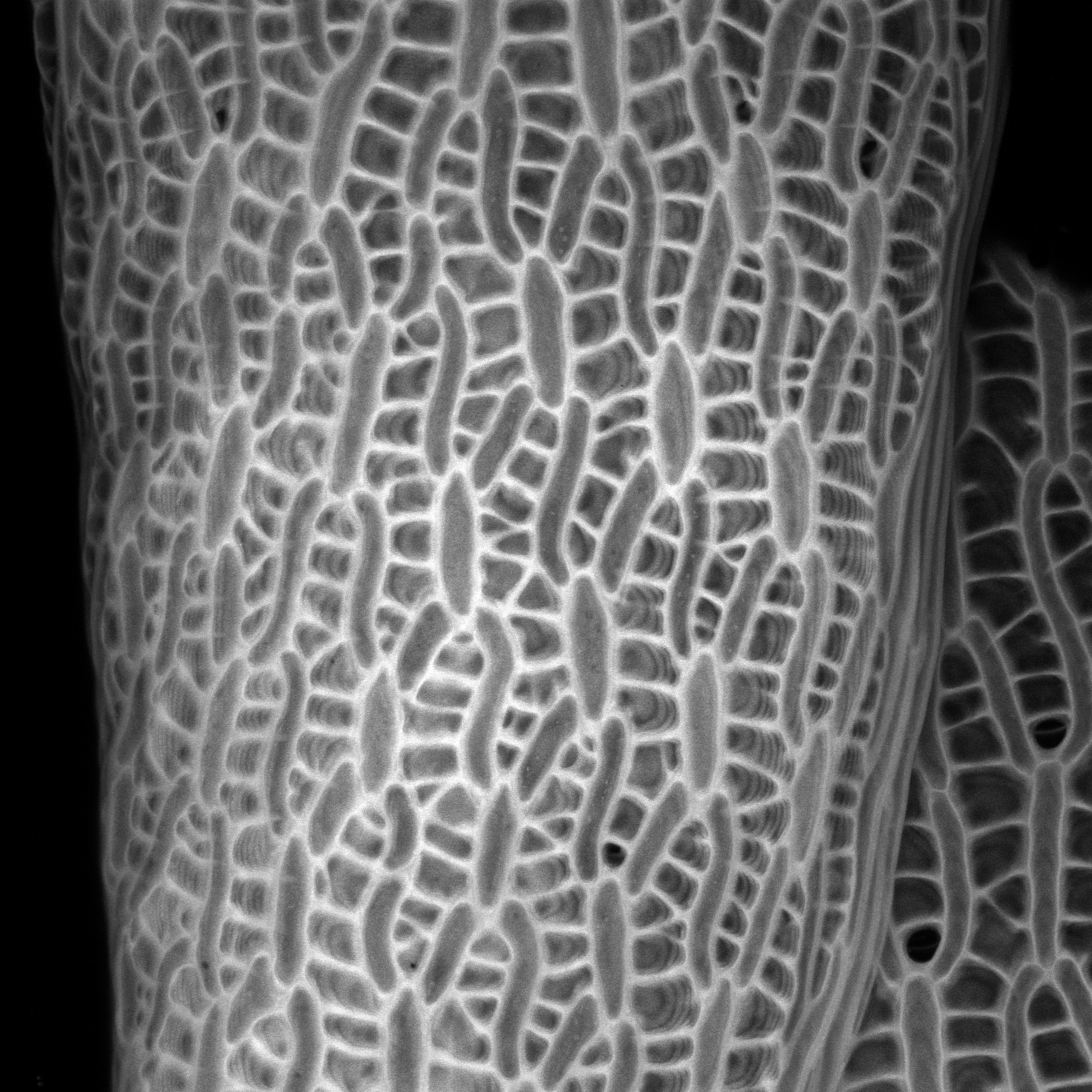 Photomicrography at the University of Dundee – Kit Martin Photography