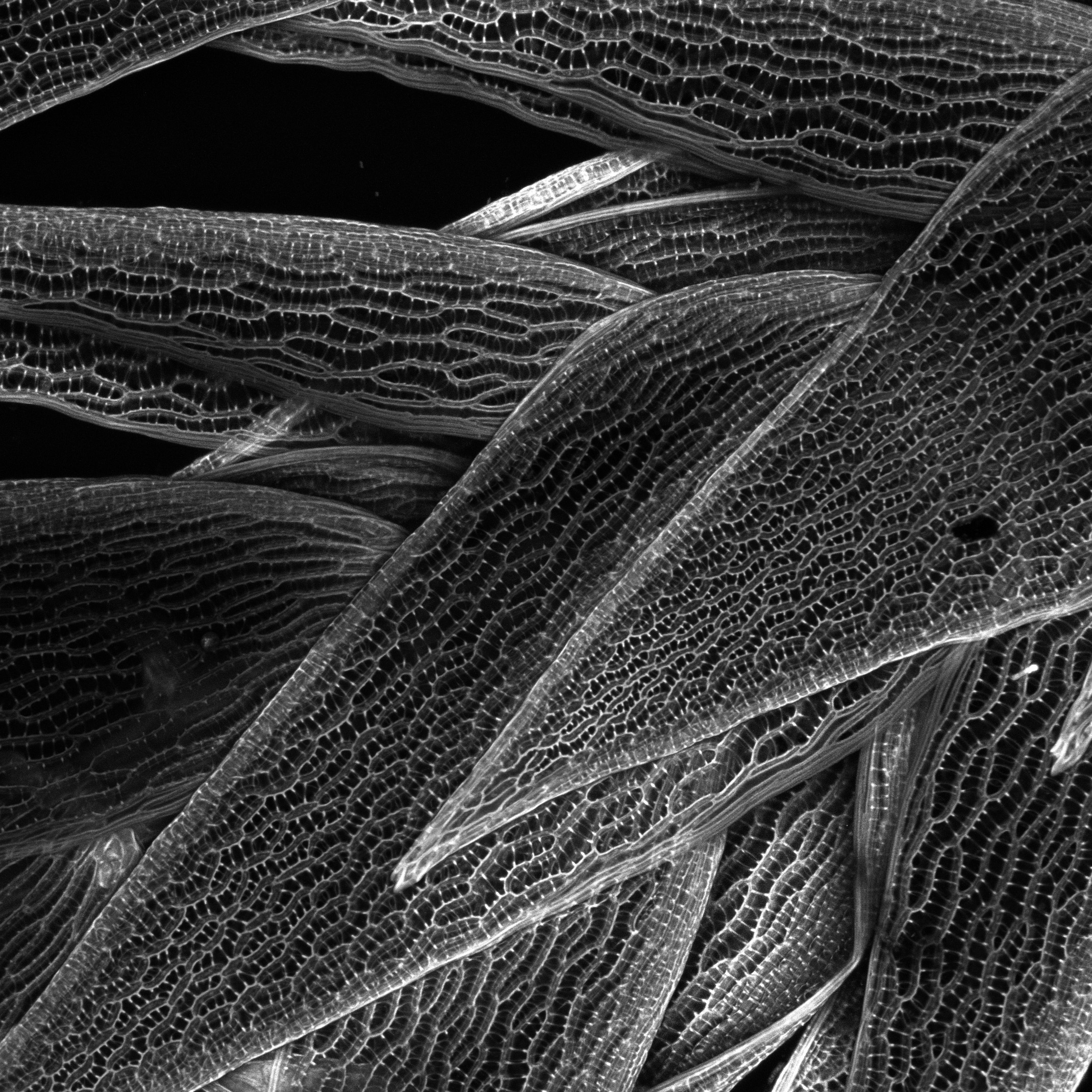 Photomicrography at the University of Dundee – Kit Martin Photography