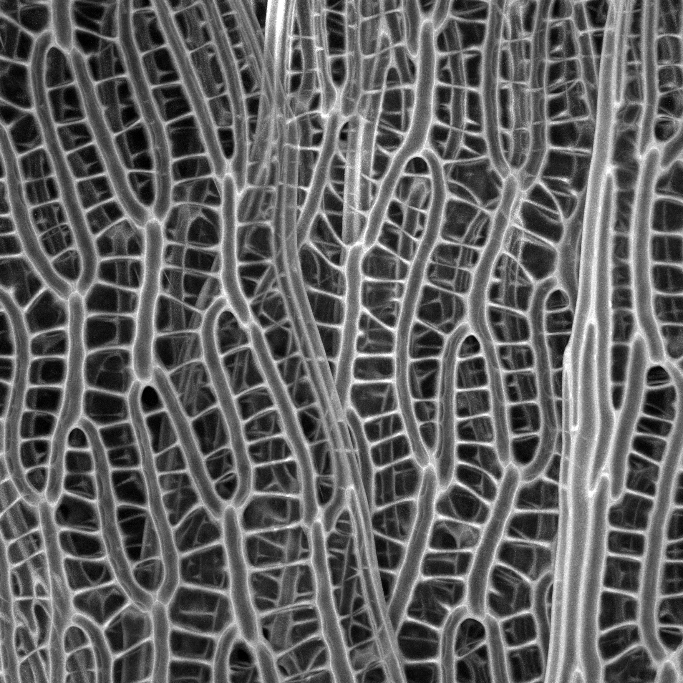 Photomicrography at the University of Dundee – Kit Martin Photography